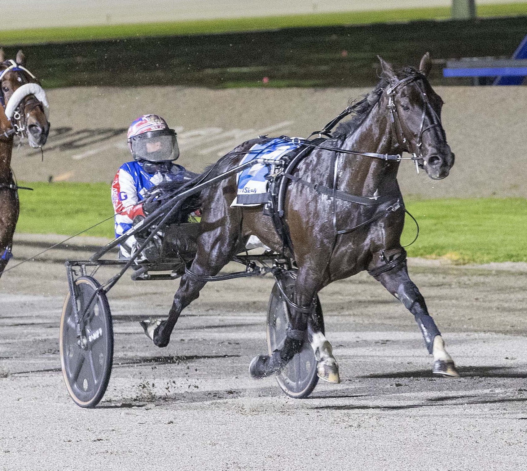 Mario’s youngster one to Watch in Breeders Crown semis – The Trots